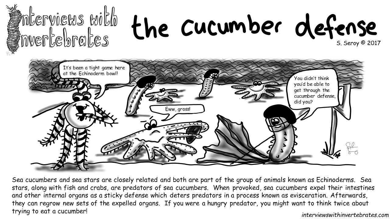 the cucumber defense | interviews with invertebrates