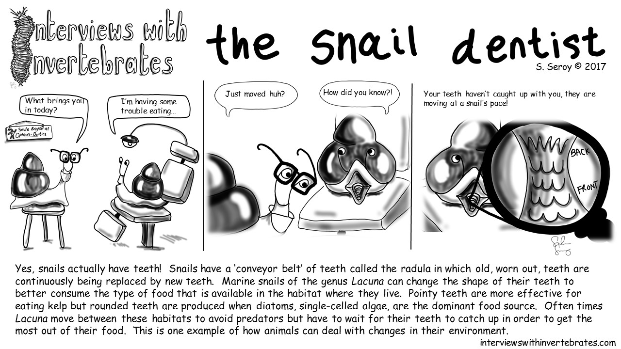 the snail dentist | interviews with invertebrates