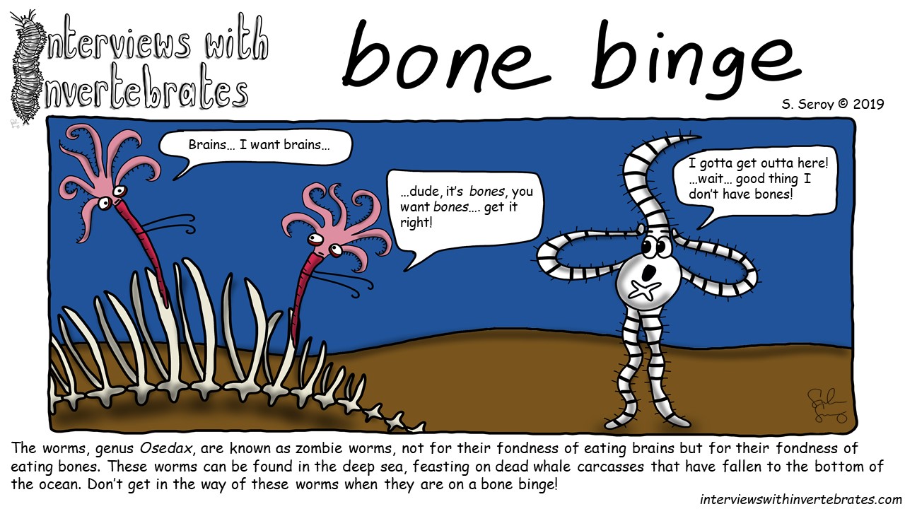 bone binge | interviews with invertebrates